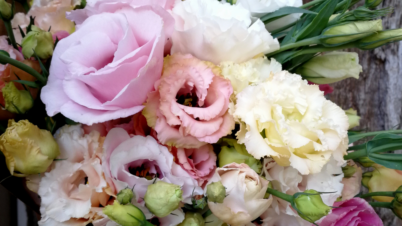 Stems Flower Farm