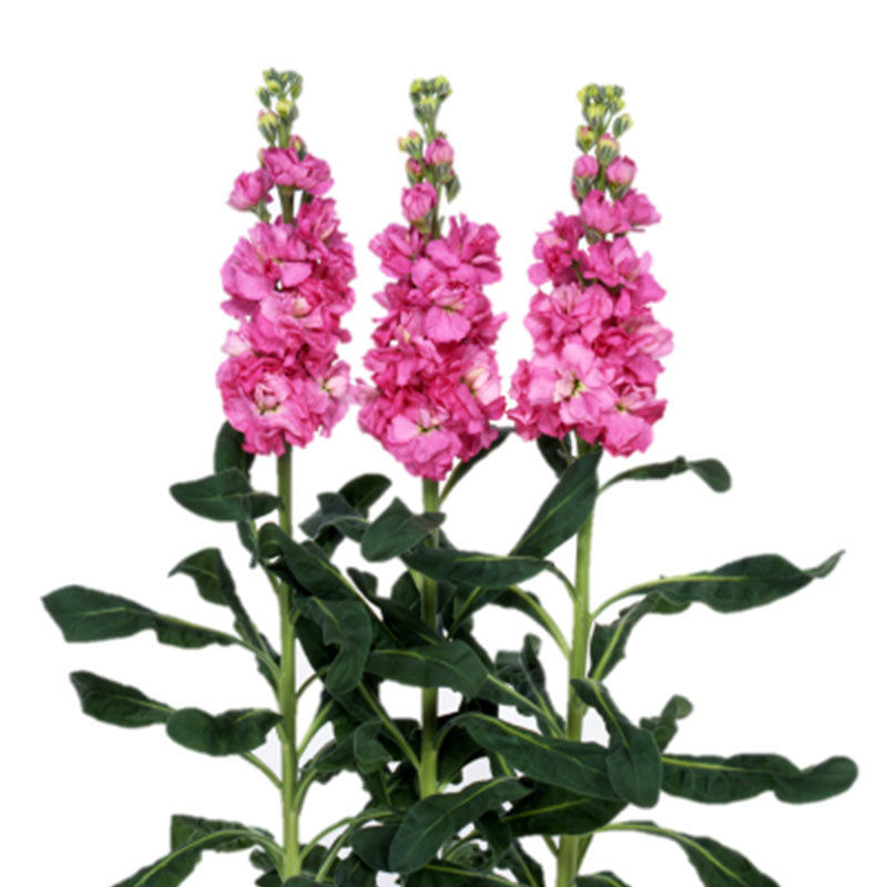 Stock - Iron Rose Pink