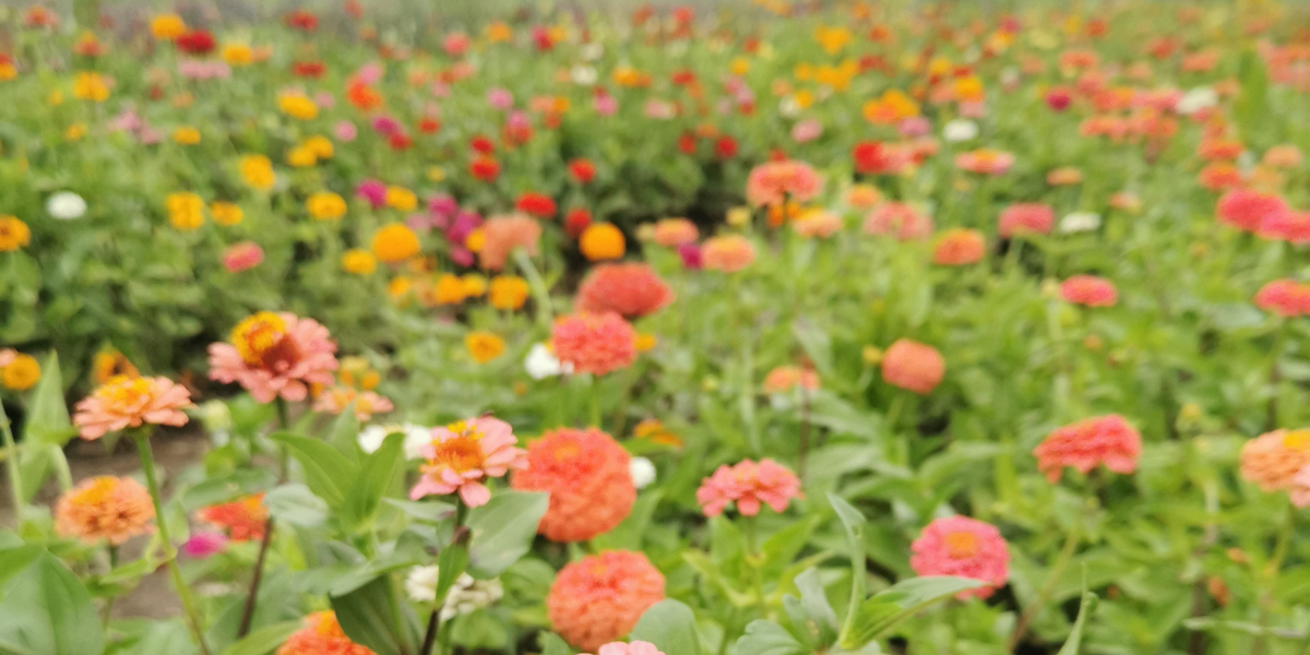 Stems Flower Farm