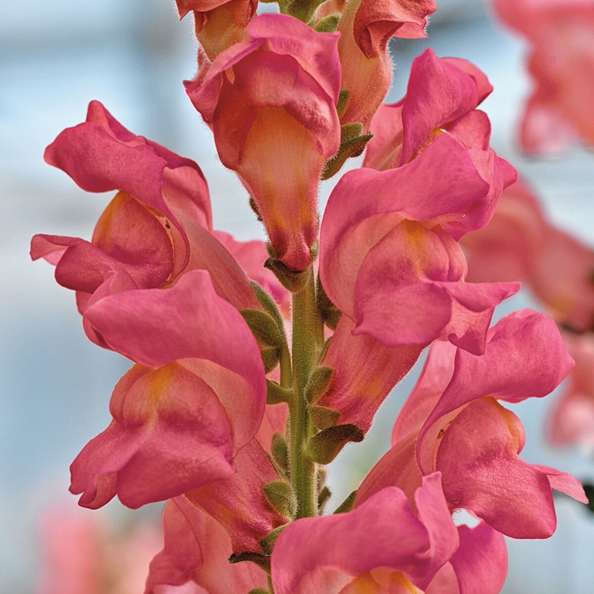 Snapdragon - Opus Early Bronze