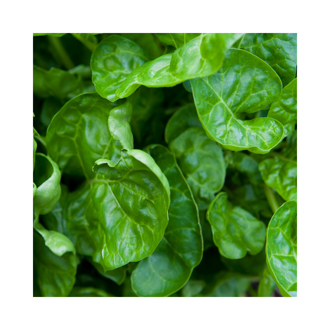Swiss Chard - Perpetual Spinach