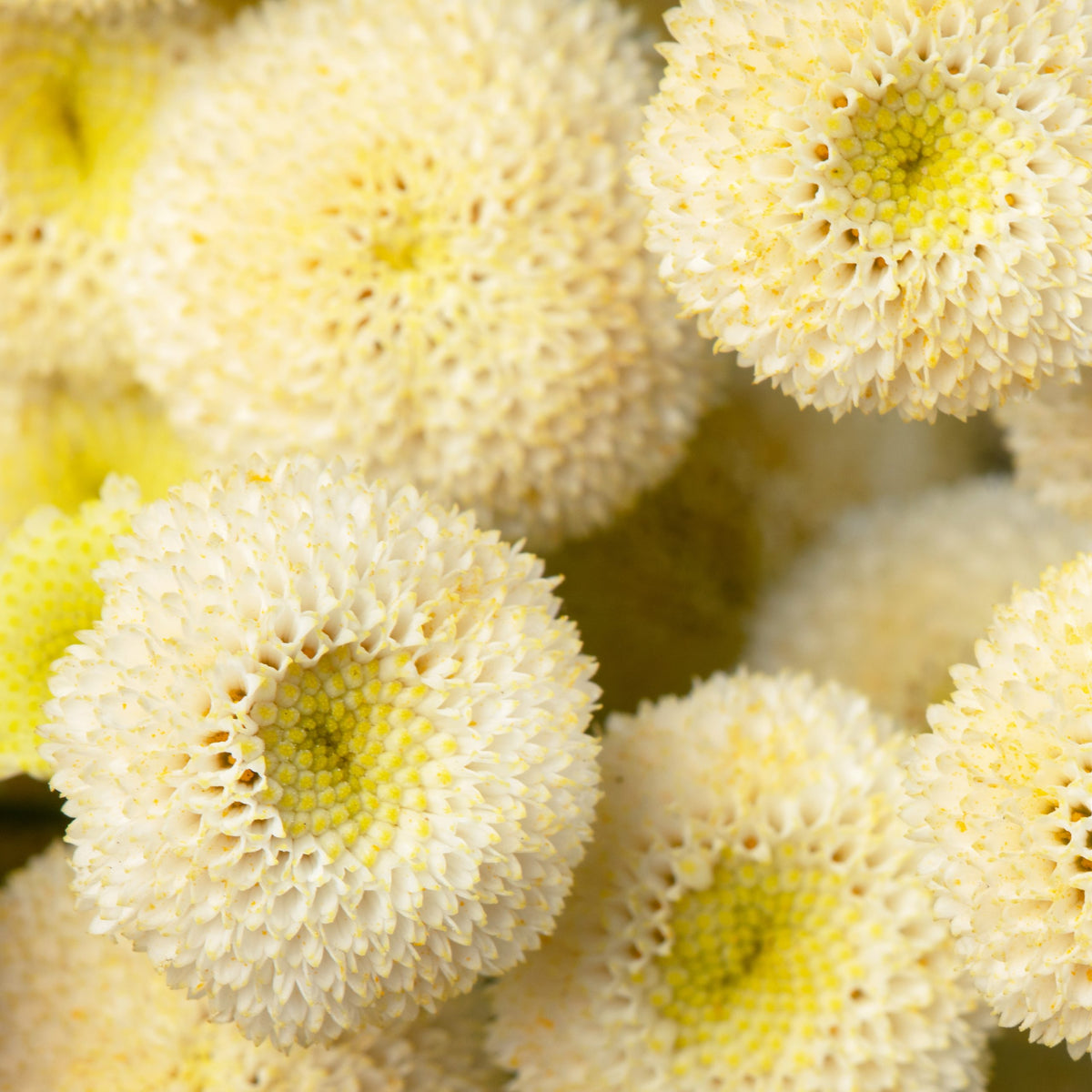 Feverfew - Lima – Stems Flower Farm