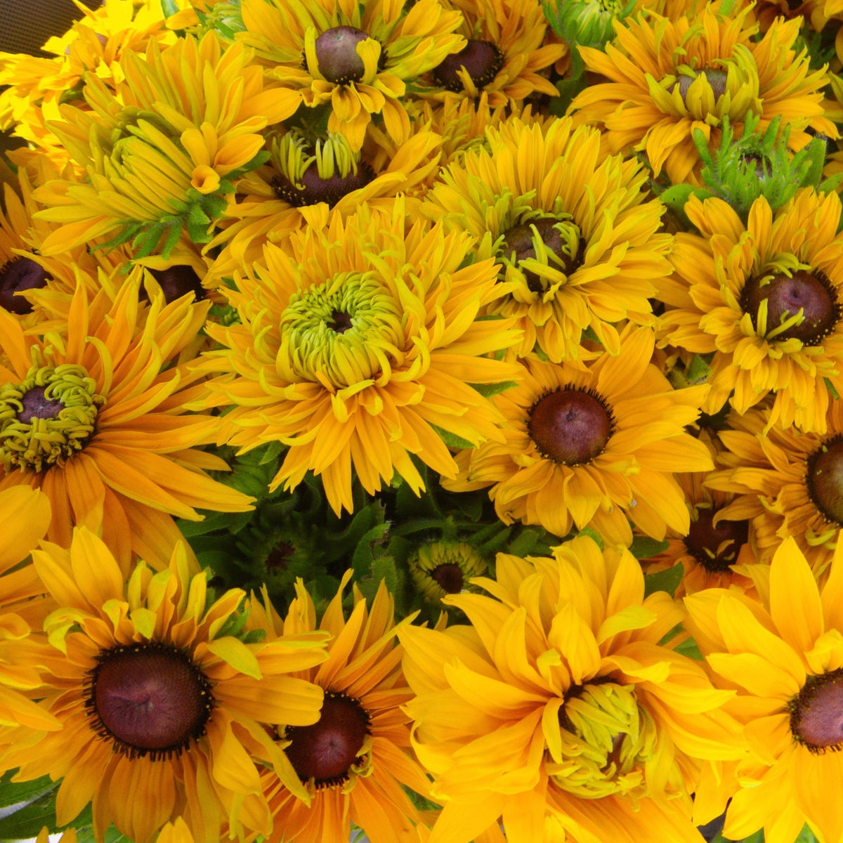 Black Eyed Susan - Gloriosa Daisy – Stems Flower Farm