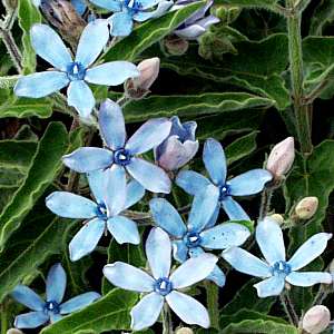 Tweedia - Heavenly Blue – Stems Flower Farm