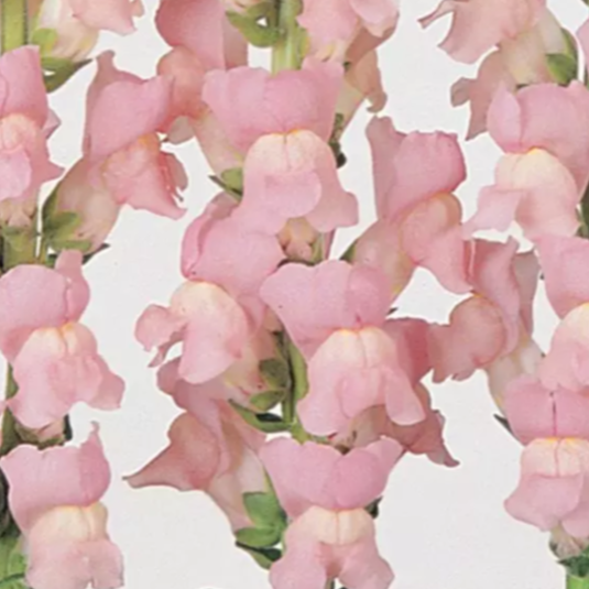 Snapdragon - Maryland Shell Pink