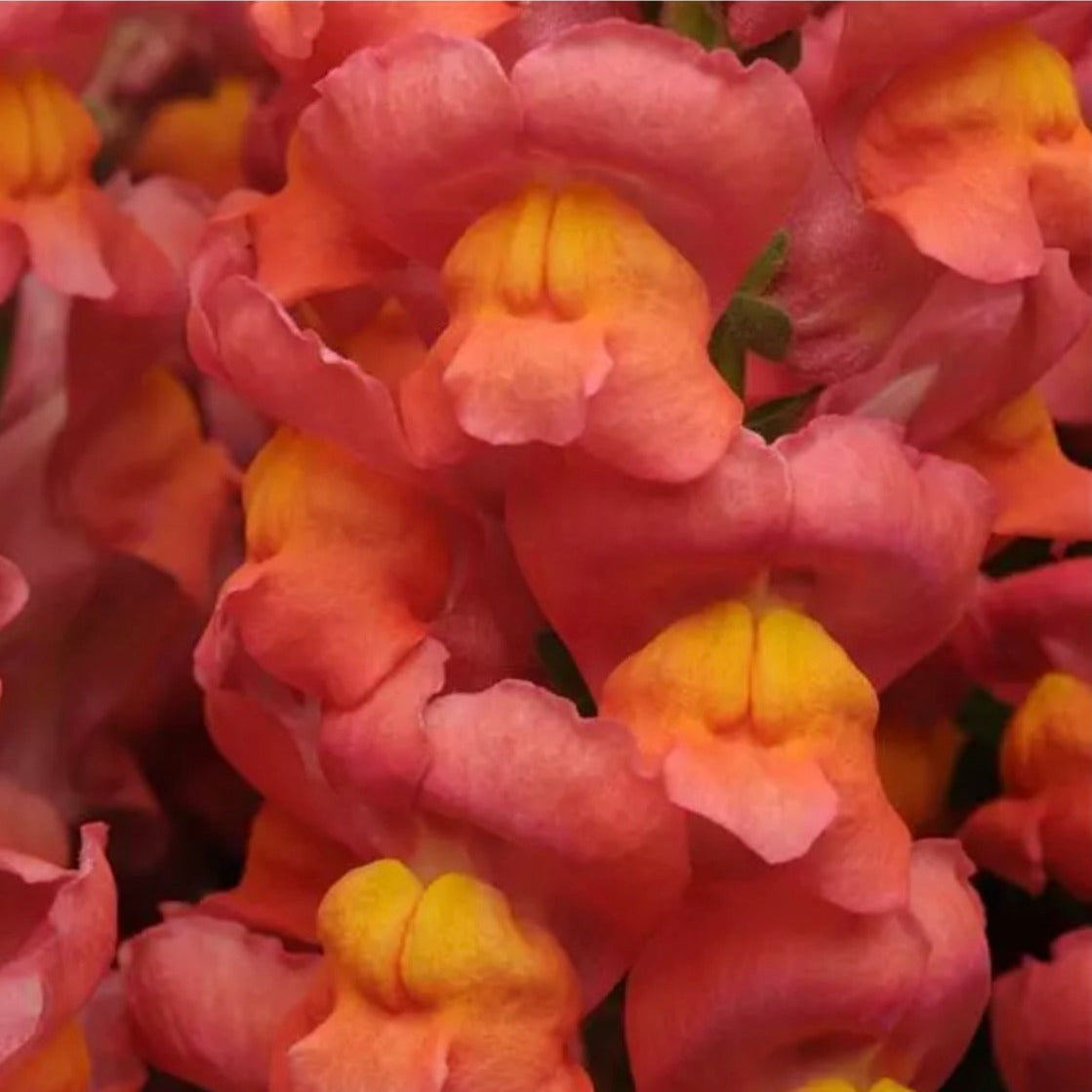 Snapdragon - Maryland Dark Orange – Stems Flower Farm