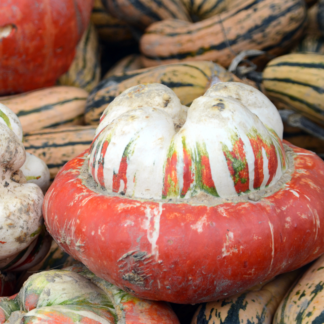 Squash Winter Turk s Turban Stems Flower Farm squash-winter-turk-s-turban-stems-flower-farm