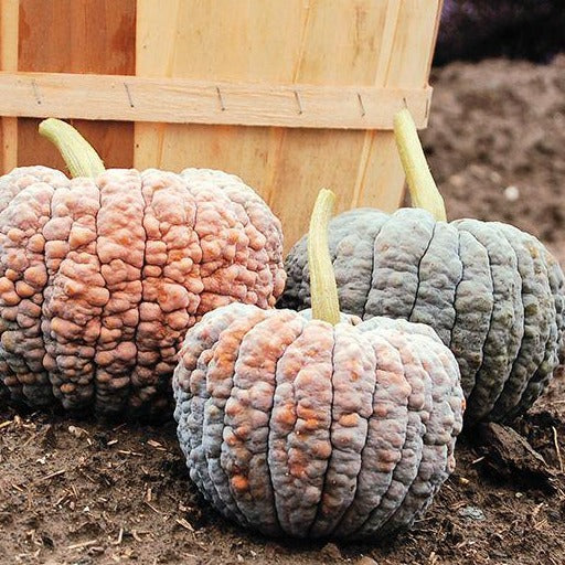 Pumpkin (Specialty) - Black Futsu – Stems Flower Farm