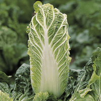 Full Seed Collection – Page 3 – Stems Flower Farm