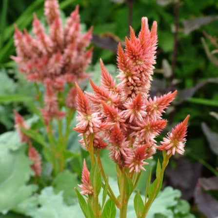 Celosia - Celway Salmon – Stems Flower Farm