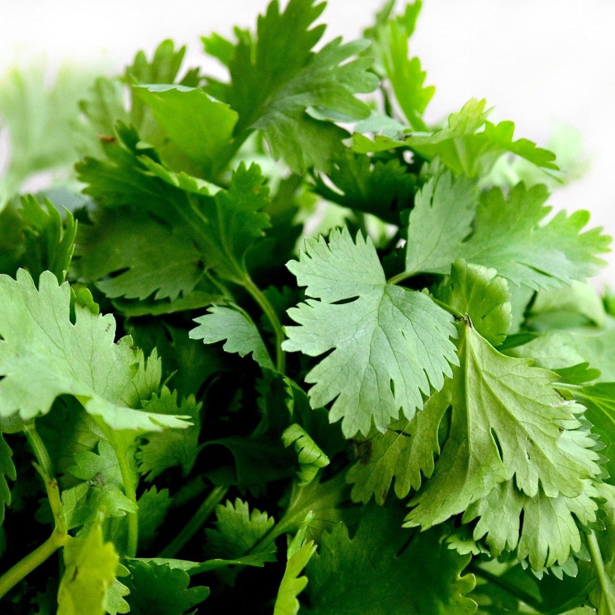 Cilantro/Coriander – Stems Flower Farm