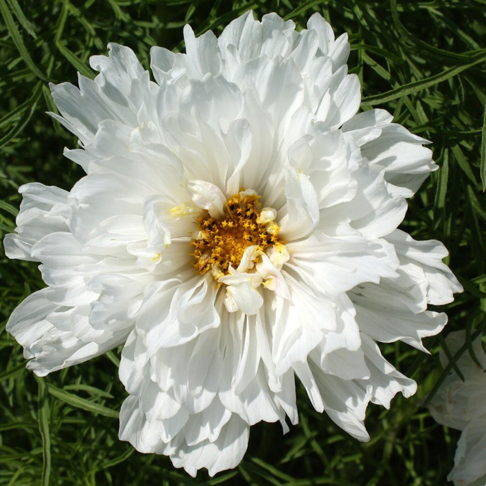 Cosmos - Double Click Snowpuff – Stems Flower Farm