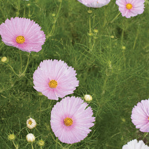 Cosmos - Cupcake Blush – Stems Flower Farm