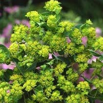 Bupleurum - Griffithi – Stems Flower Farm