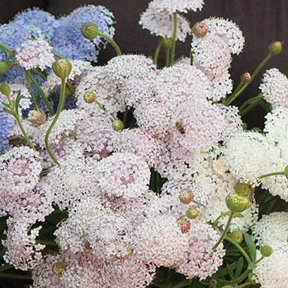 Lace Flower - Lacy Mix