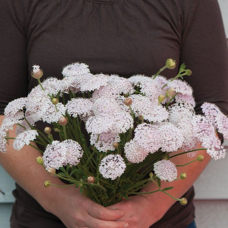 Lace Flower - Lacy Pink – Stems Flower Farm