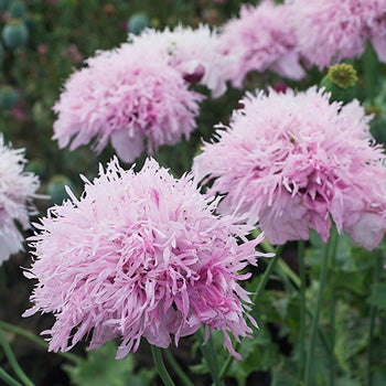 Poppy - Lilac PomPom