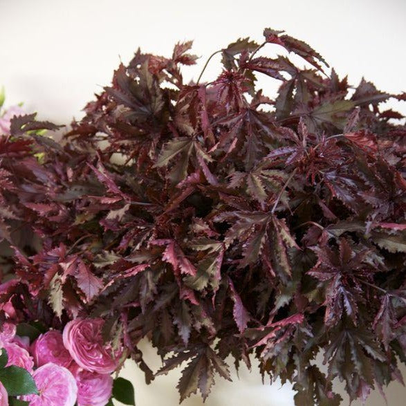 Hibiscus - Mahogany Splendor – Stems Flower Farm