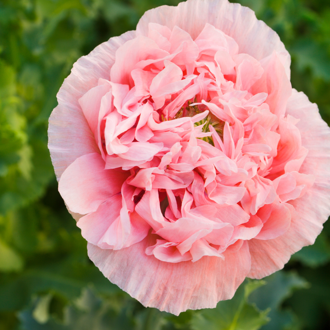 Poppy - Pink Peony – Stems Flower Farm