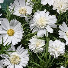 Cosmos - Popsock White – Stems Flower Farm