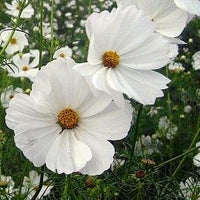Cosmos - Purity – Stems Flower Farm