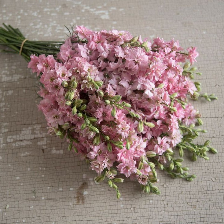 Full Seed Collection