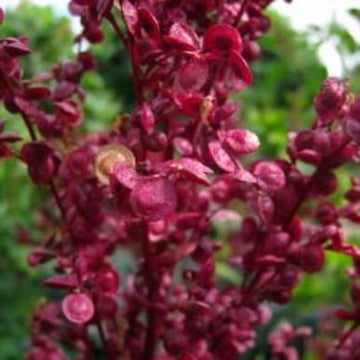 Full Seed Collection