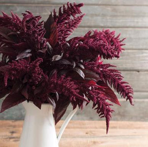 Amaranth - Red Spike – Stems Flower Farm