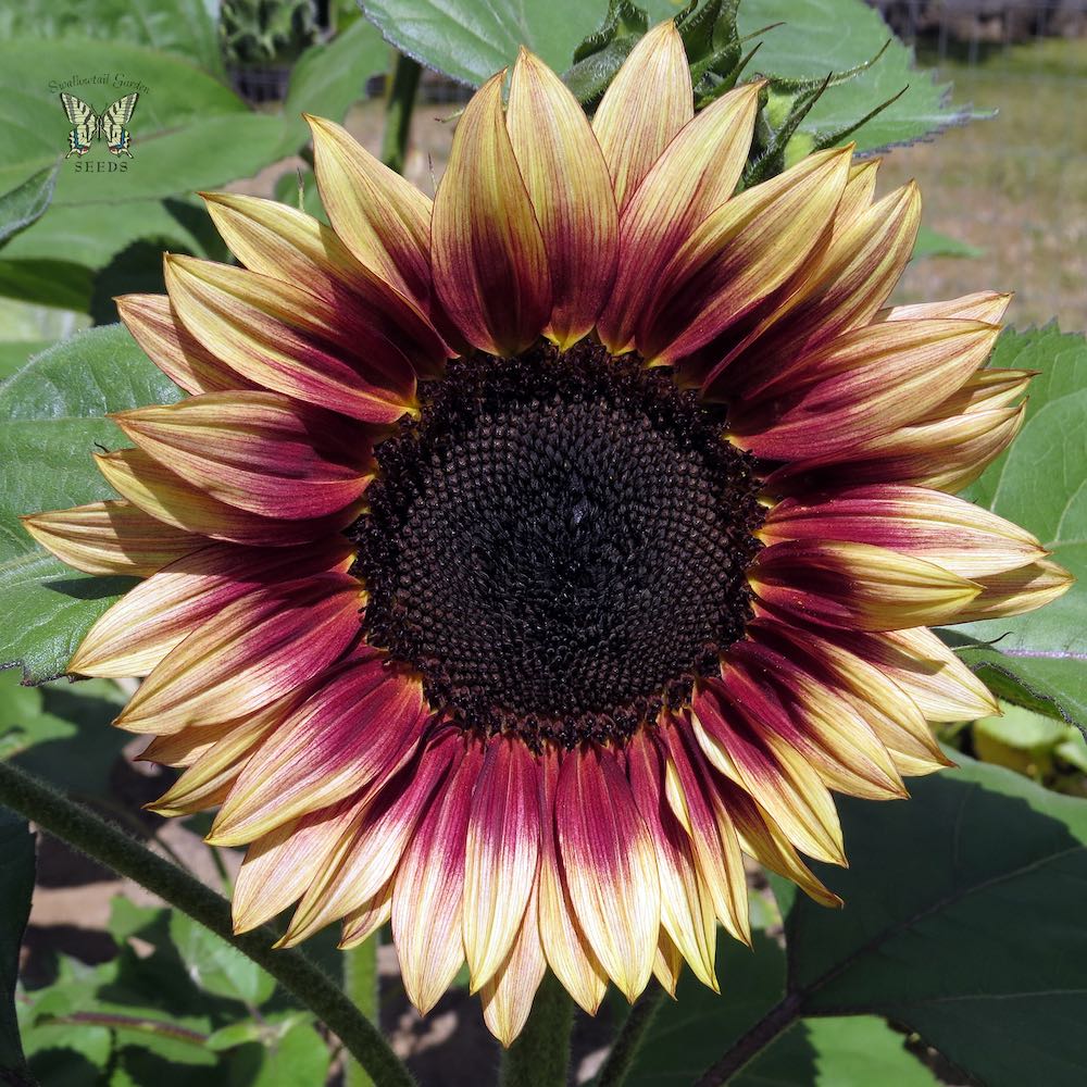 Sunflower - Ruby Eclipse – Stems Flower Farm