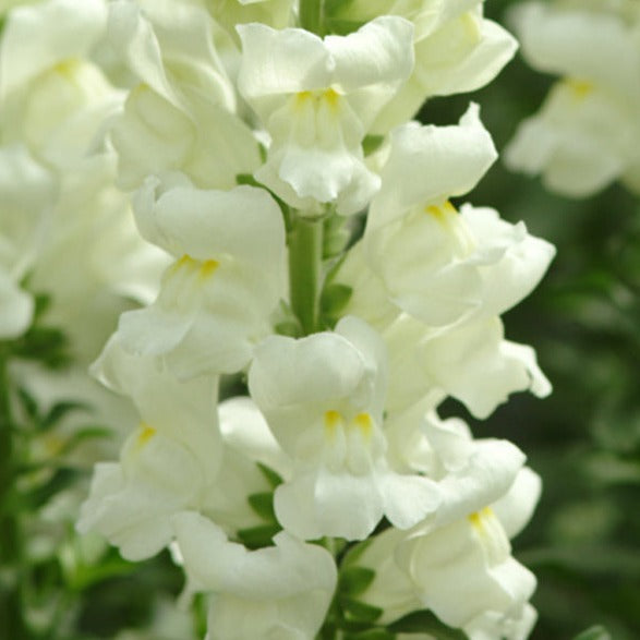 Snapdragon - Maryland Ivory White – Stems Flower Farm