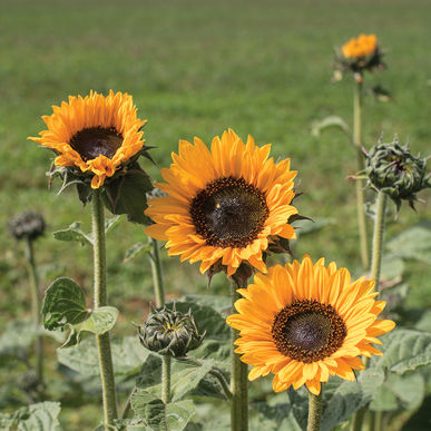Sunflower - Soraya – Stems Flower Farm