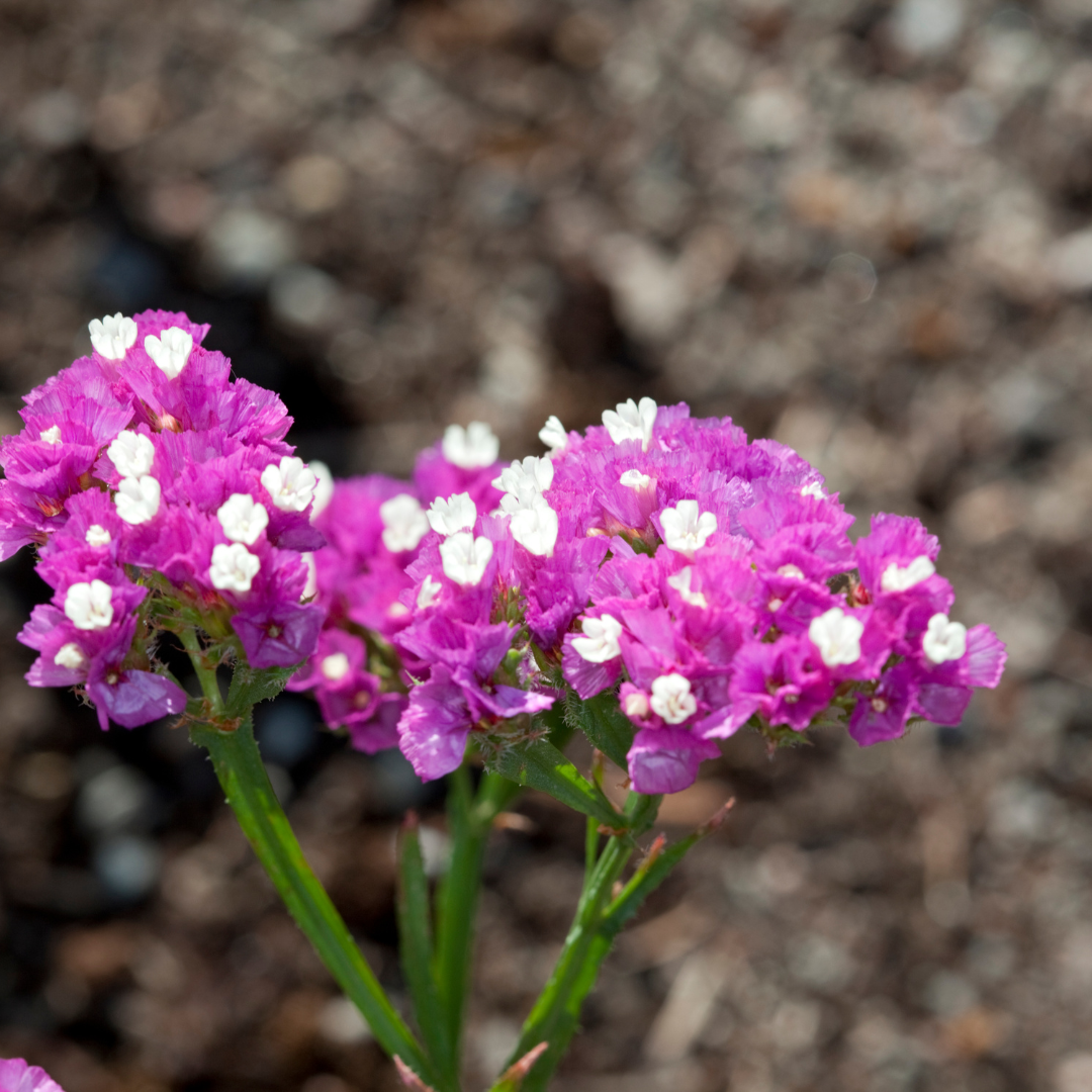 Statice - QIS Rose – Stems Flower Farm