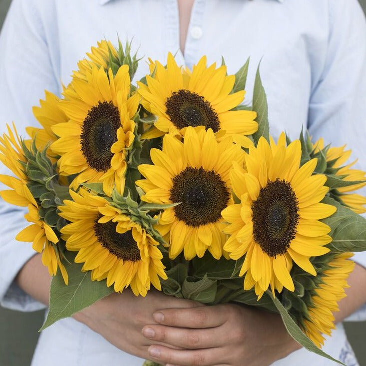 Sunflower - Sunrich Orange – Stems Flower Farm
