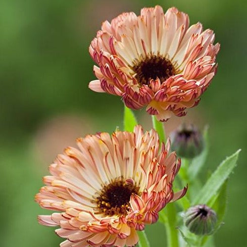 Calendula - Sunset Buff