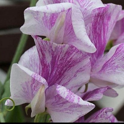Sweet Pea - Streamers Lavender – Stems Flower Farm