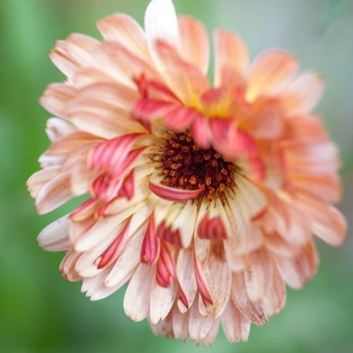 Calendula - Touch of Red Buff – Stems Flower Farm
