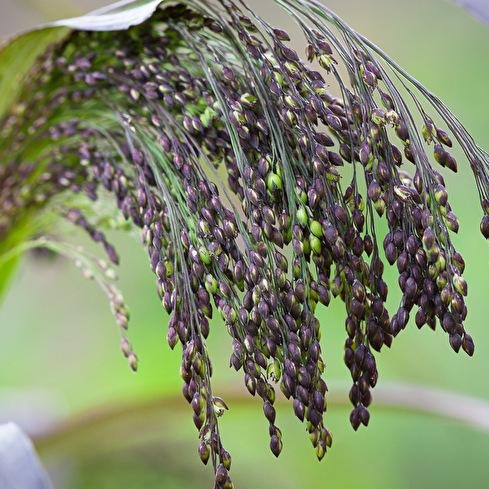 Decorative Millet & Wheat - Violet Millet – Stems Flower Farm