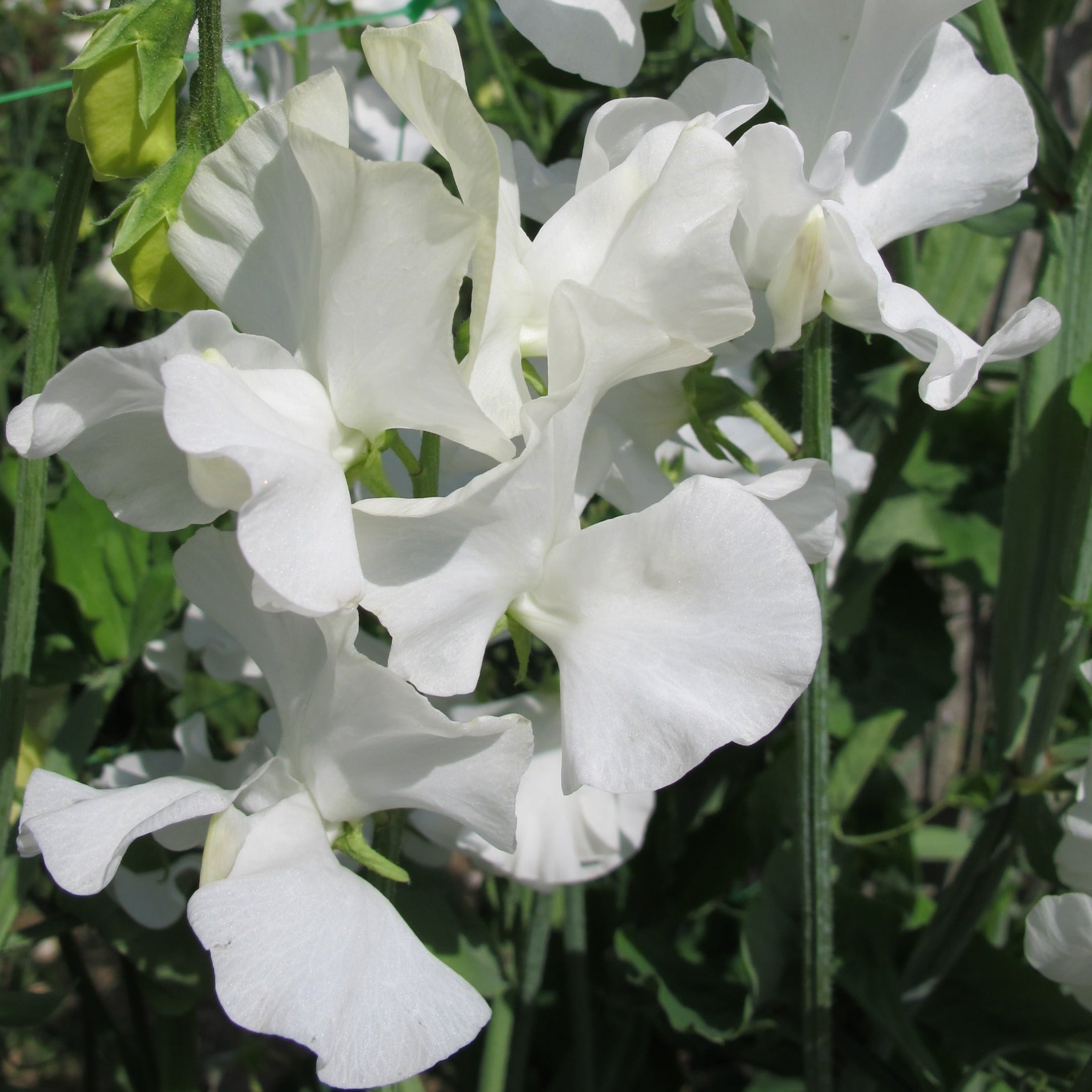 Sweet Pea Seeds