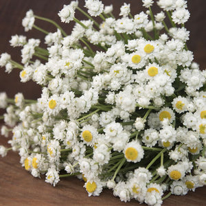 Ammobium - Winged Everlasting – Stems Flower Farm