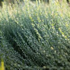 Cress - Wrinkled Crinkled Crumpled – Stems Flower Farm
